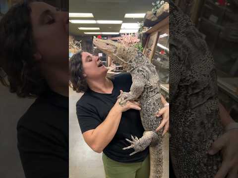 Everybody meet My Giant Friendly Monitor Lizard🥰🙌