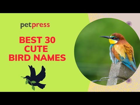 Best 30 Cute Bird Names For Your Adorable Feathered Friend | PetPress