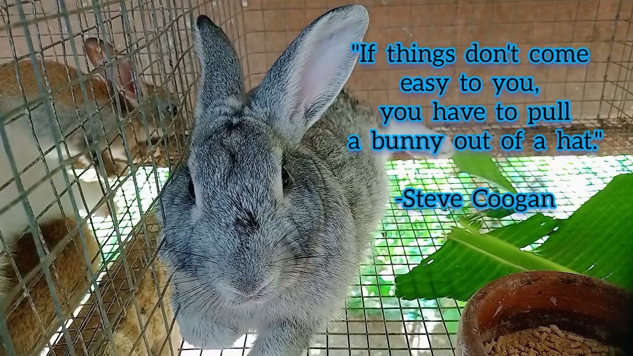 10 BEST BUNNY QUOTES & RABBITS SAYINGS|L&A TV