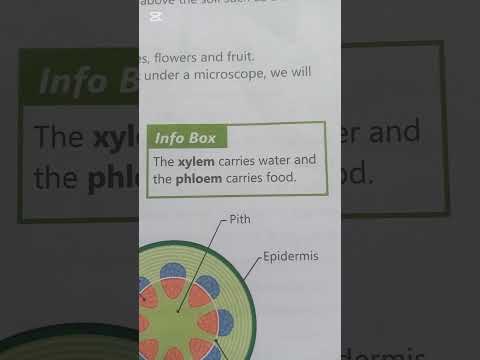 What is Xylem and Phloem Tissue? #biology #xylem #phloem #oxford