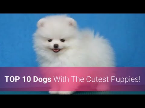 π List Of Top 10 Dog Breeds With The Cutest Puppies In The World!