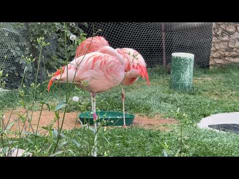 Las Vegas 2025 - A Stylish Escape Among Pink Flamingos at the Flamingo Hotel