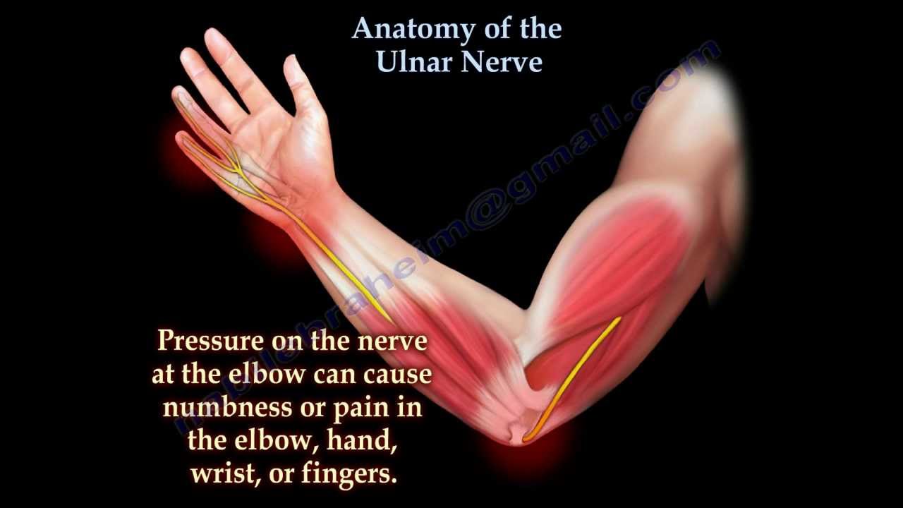 Anatomy Of The Ulnar Nerve - Everything You Need To Know - Dr. Nabil Ebraheim