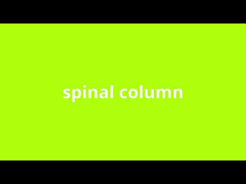 what is the meaning of spinal column.