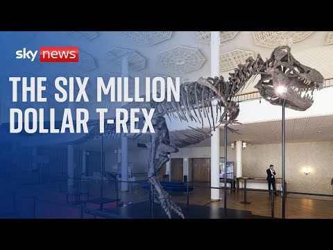 67 million-year-old T-Rex skeleton sold in rare auction