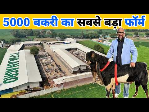 5000 बकरी का हाईटेक फॉर्म | Biggest 5 Star Goat Farm | Yuvaan Agro