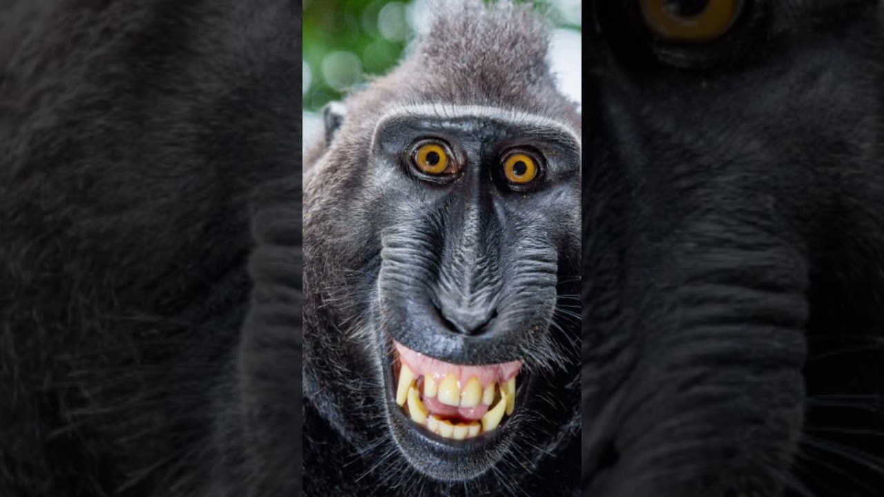 Watch: monkey laughing