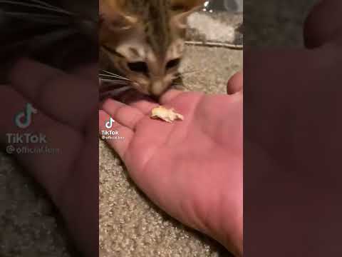 mEow mEOw nOm NoM noM NOm meme 🌸