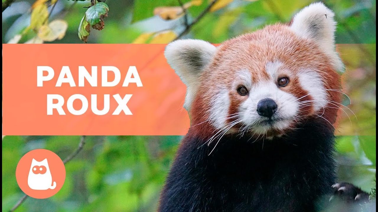 The Red Panda 🐼❤️ (Characteristics, Habitat and Diet)
