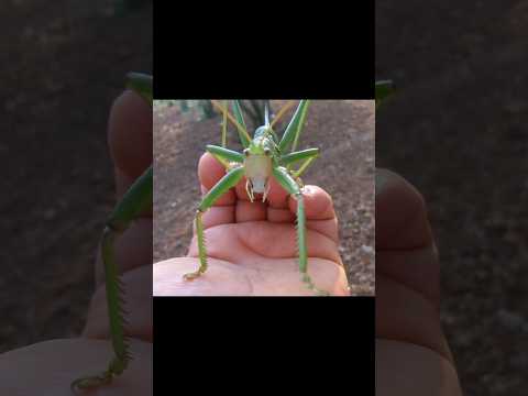 Types of Katydids Part 6 #insects #katydid