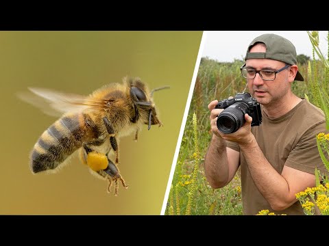 How to Photograph Bees in Flight (EF 100mm F/2.8 Macro Lens & Canon R6) - No Flash