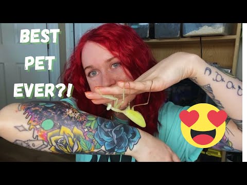Pet Praying Mantis!