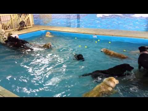 The Ultimate Dog Pool Party « JustOneMorePet