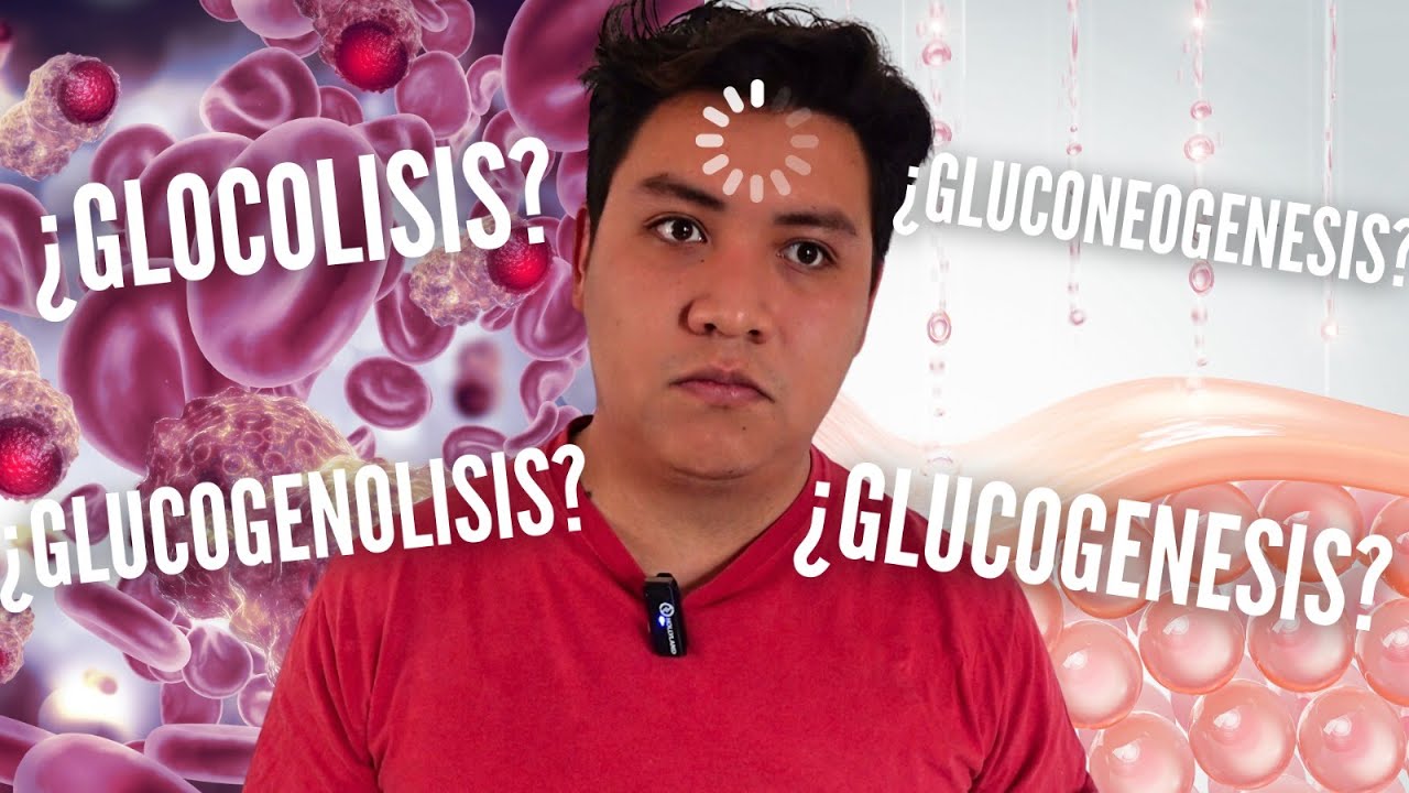 Diferencia entre GLUCOLISIS, GLUCOGENESIS, GLUCOGENOLISIS y GLUCONEOGENESIS | MUY FACIL