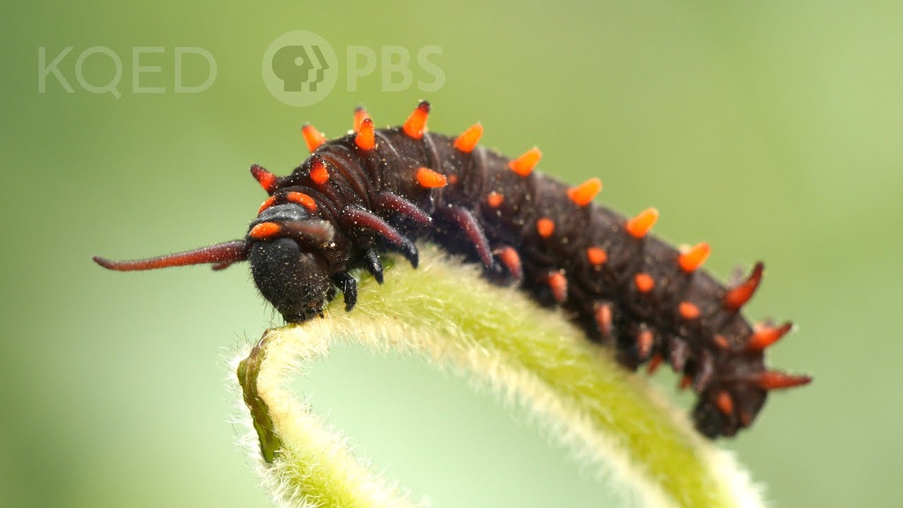 The Pipevine Caterpillar Thrives in a Toxic Love Triangle | Deep Look