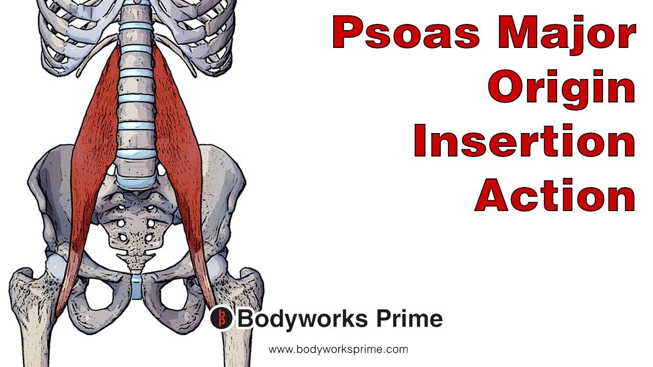 Psoas Major Anatomy: Origin, Insertion and Action