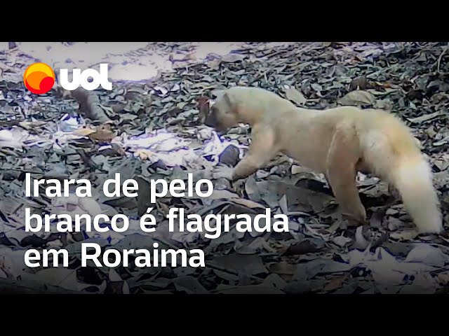 Irara: macho raro com pelagem branca é flagrado em Roraima