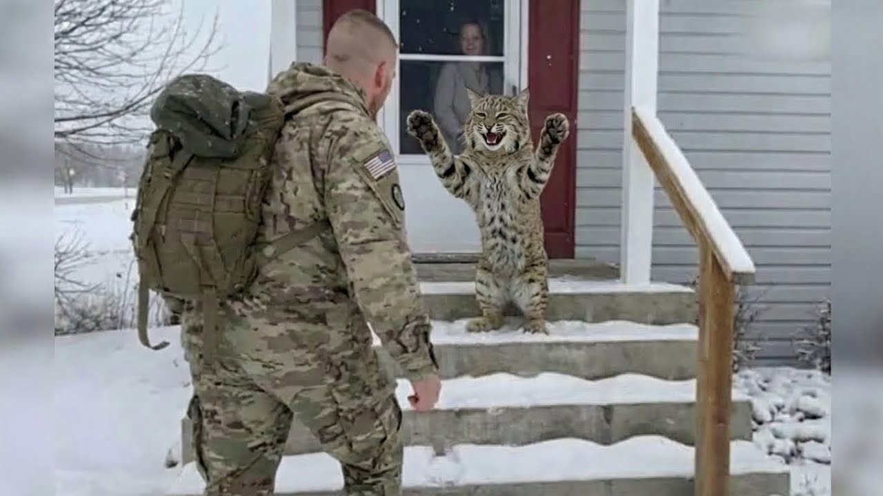 What happens When a Rescue Bobcat Sees His Dad Come Home After a Year, Her Reaction Melt Your Heart!