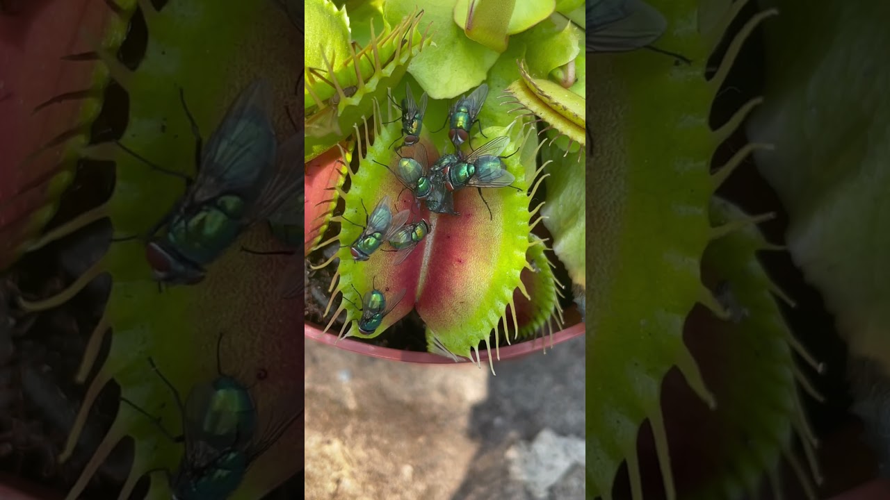 Venus flytrap plant eats 🪰 Insect eating carnivorous plant in action #shorts