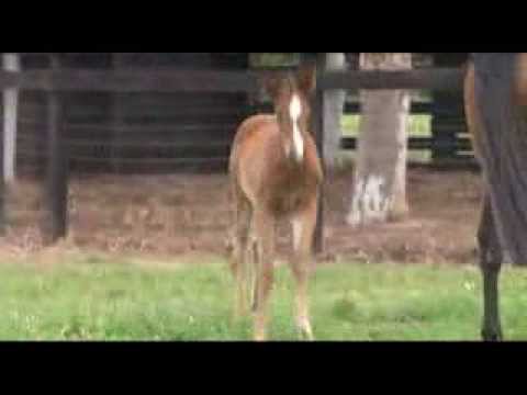 GILGAI FARM BREEDING FOR SUCCESS | Bel Esprit Winners Club