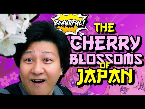 What Cherry Blossoms Really Mean to the Japanese