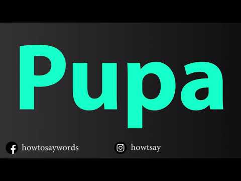 How To Pronounce Pupa
