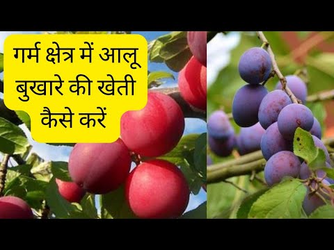 Plum - Wholesale Price & Mandi Rate for Prunes in India