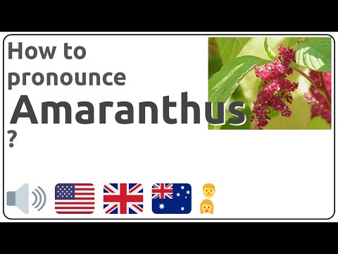 How to pronounce Amaranthus in english?