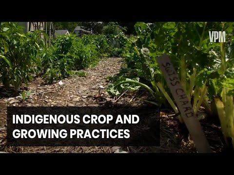 How Indigenous Peoples Are Reestablishing Traditional Crops