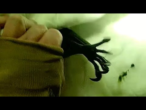 Flying-fox has a blood test: this is Alec