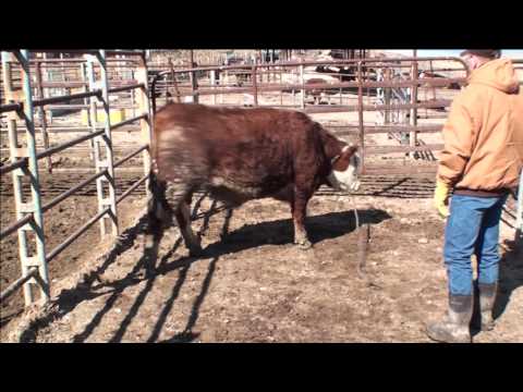 Low-Stress professional halter breaking beef cattle Part 1 | The Beef Blog