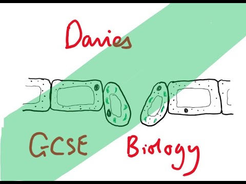 GCSE Biology 2.7 Required Practical - Effect of pH on Enzyme Activity