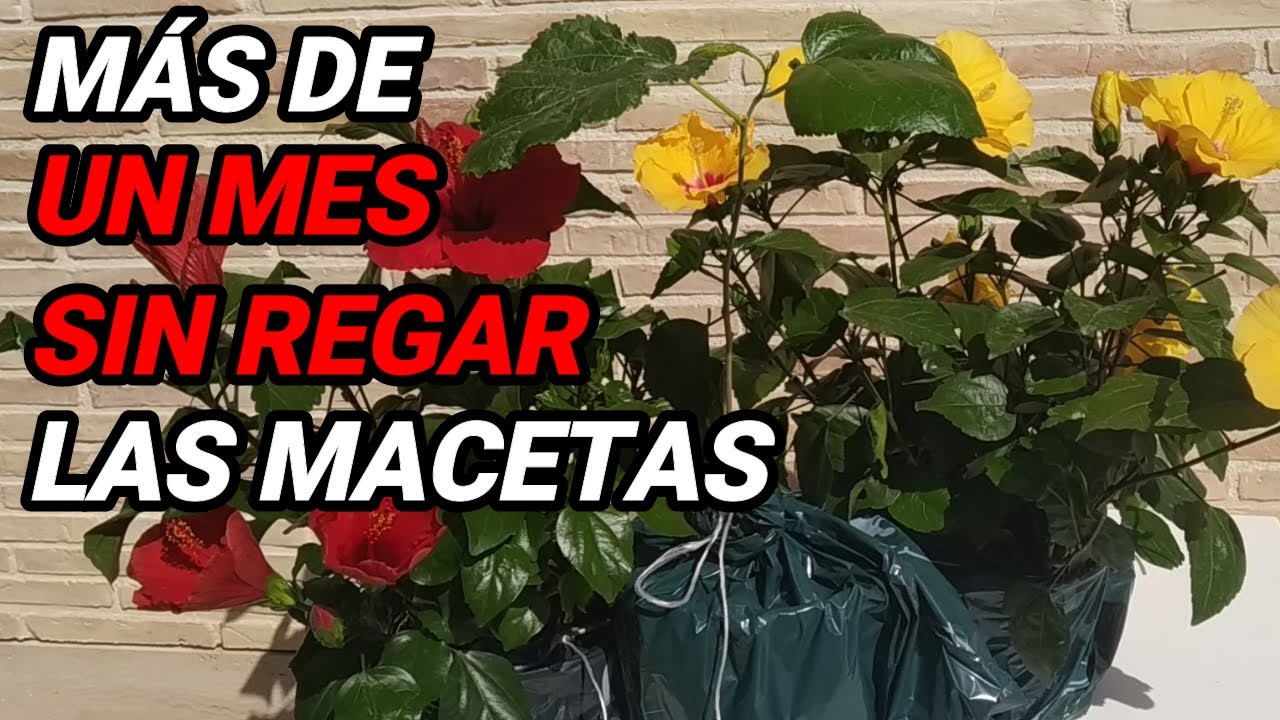 Trick for watering plants on vacation.