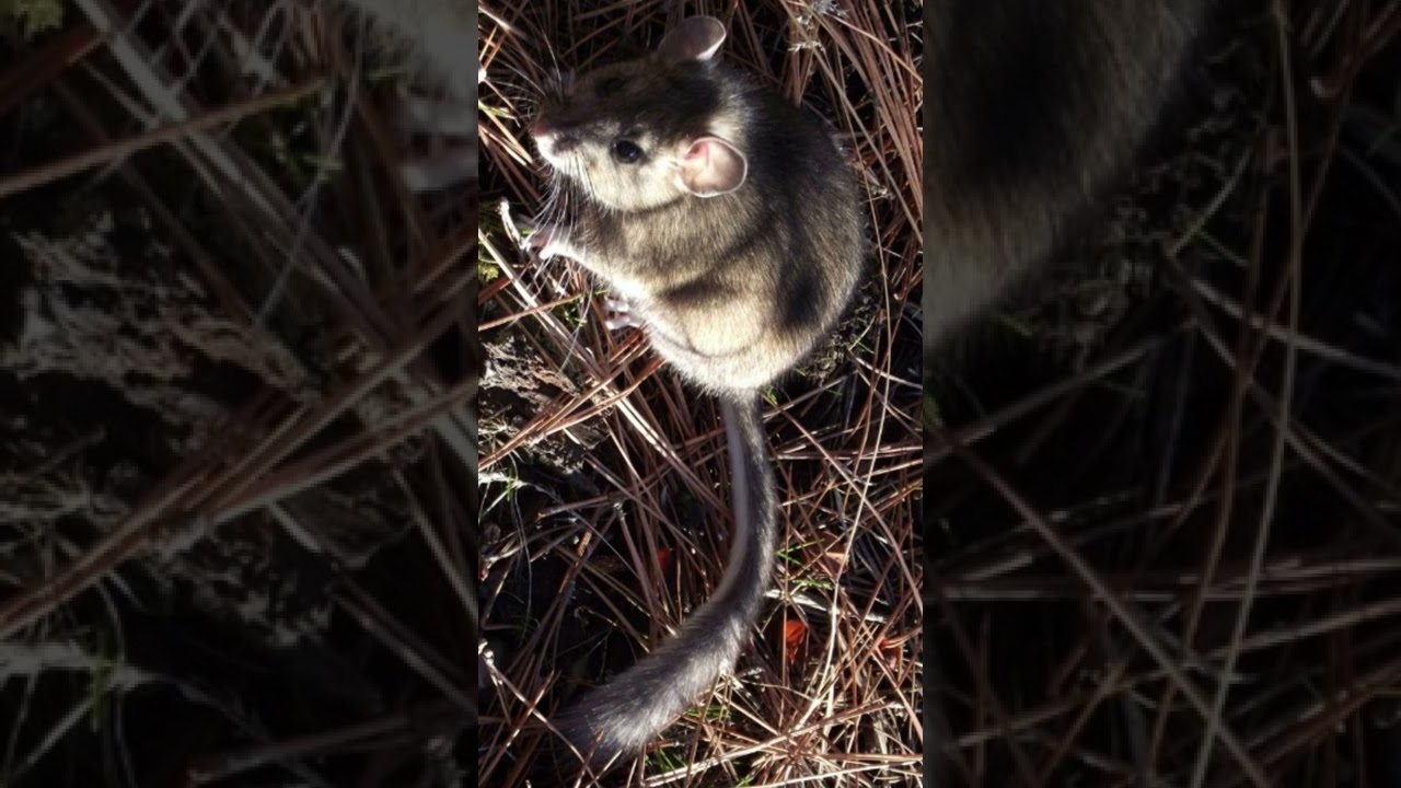 5 increíbles datos curiosos sobre las ratas