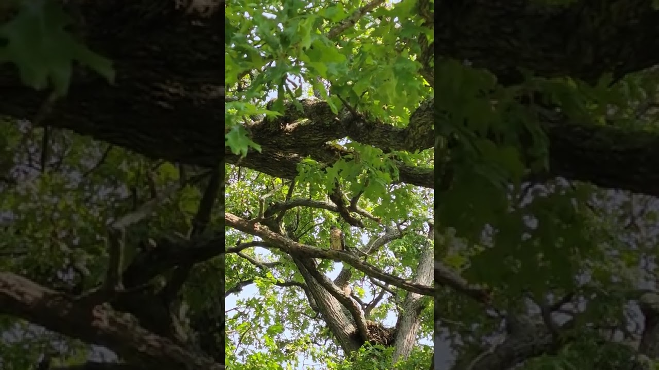 Broad-winged hawk fledglings.  By Stephanie Perry