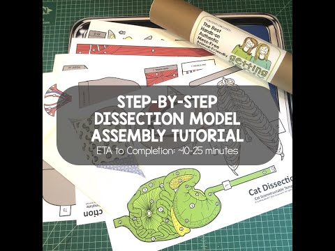 Dissection Models: Cat Model Assembly