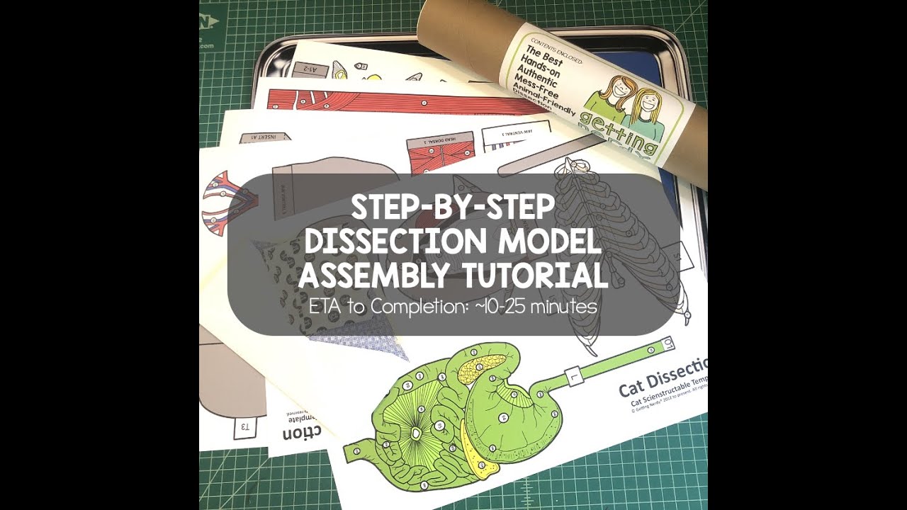 Dissection Models: Cat Model Assembly
