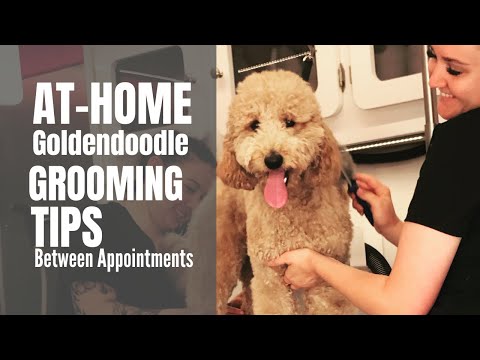 Brushing F1B Goldendoodle Tips: How I Maintain My Doodle's Teddy Bear Cut and Prevent Shaving