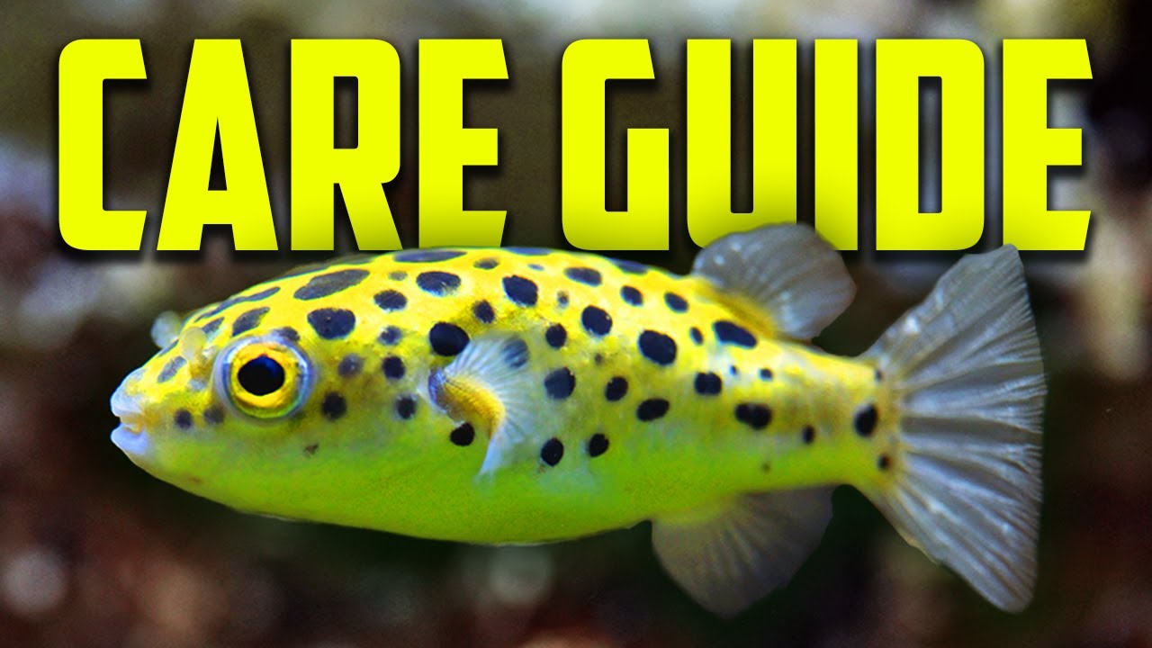 How To Keep Green Spotted Puffer Fish [Care Guide]
