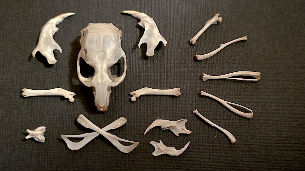 Dissecting Owl Pellet and Bone Trick!