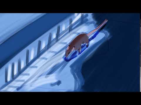 little rat in a gutter