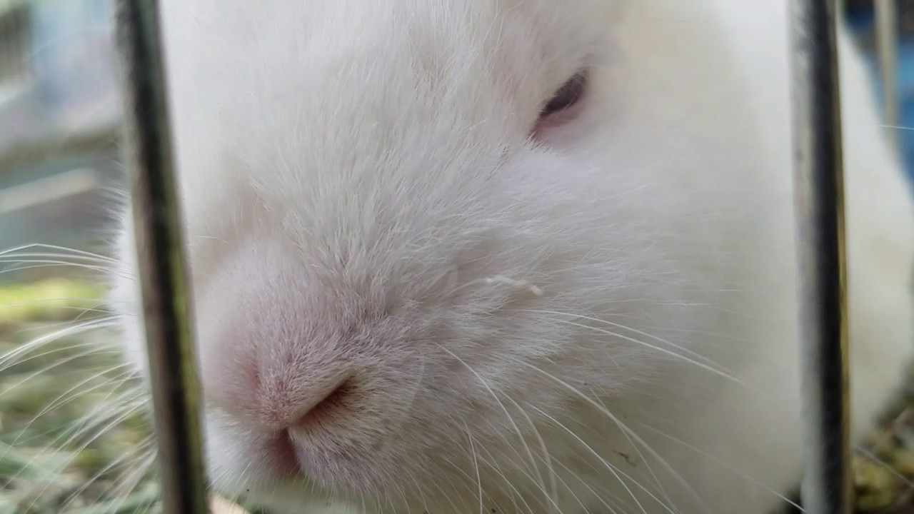 Flury of Paramount Rabbit Rescue