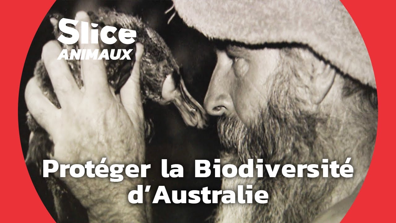 Documentaire | John Wamsley, le protecteur de la faune australienne