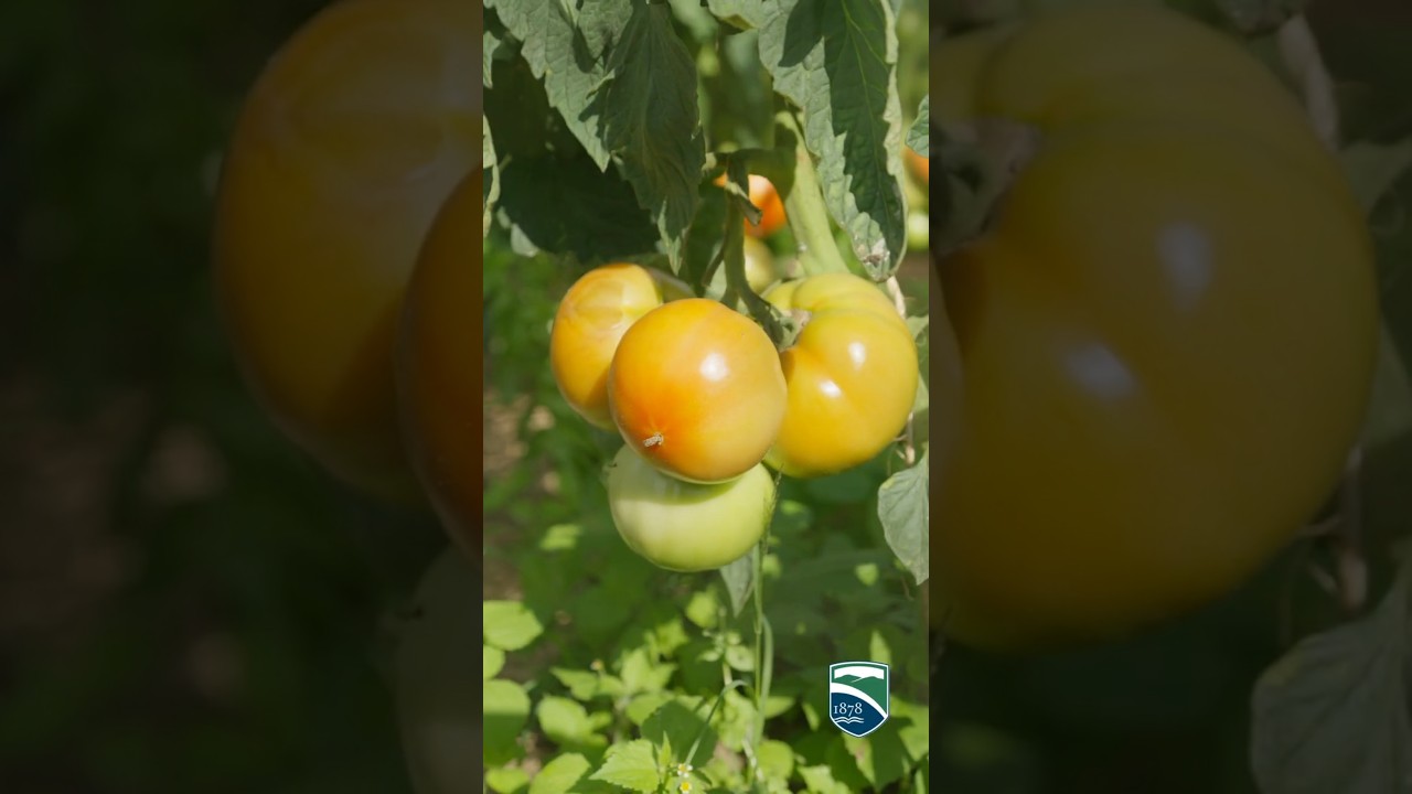 Most Dramatic Vegetable in the Patch 🍅 | Sustainability Internship