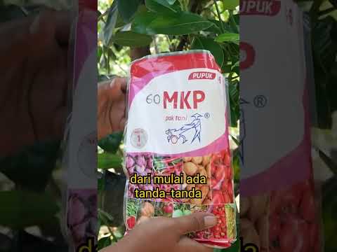 Pupuk yang cocok biar bunga nggak rontok #pupukmkp #alpukat #bibitbuahku