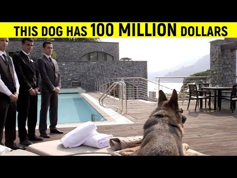 This Dog Has 100 Million Dollars - The Richest Dog in the World ...