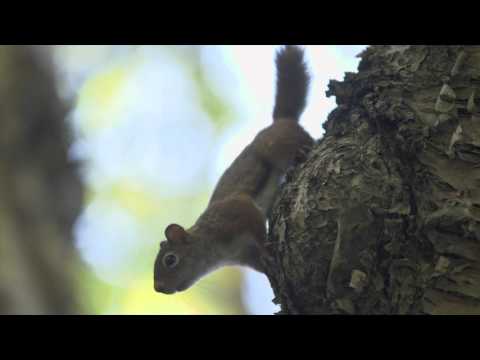Natural Cinematography Maine Media Workshop final