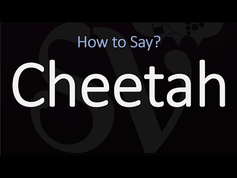 How to Pronounce Cheetah? (CORRECTLY)