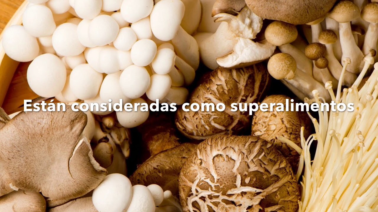 Kit de cultivo de Setas