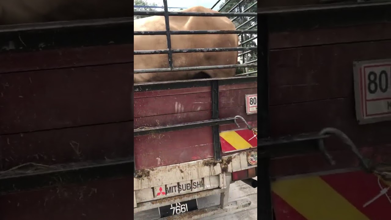 penghantaran lembu korban 2023